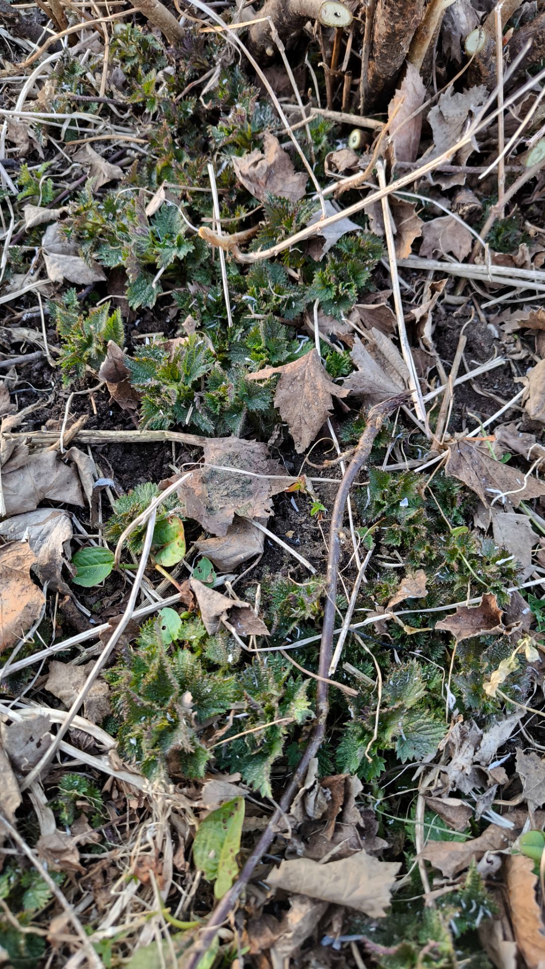 САД БЕЗ СОРНЯКОВ: избавляемся от самых злых сорняков в кустах без химии и прополки.