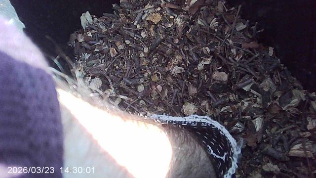 Работа садовым измельчителем ЗУБР ЗИЭ-44-2800: обзор ящика для мульчи