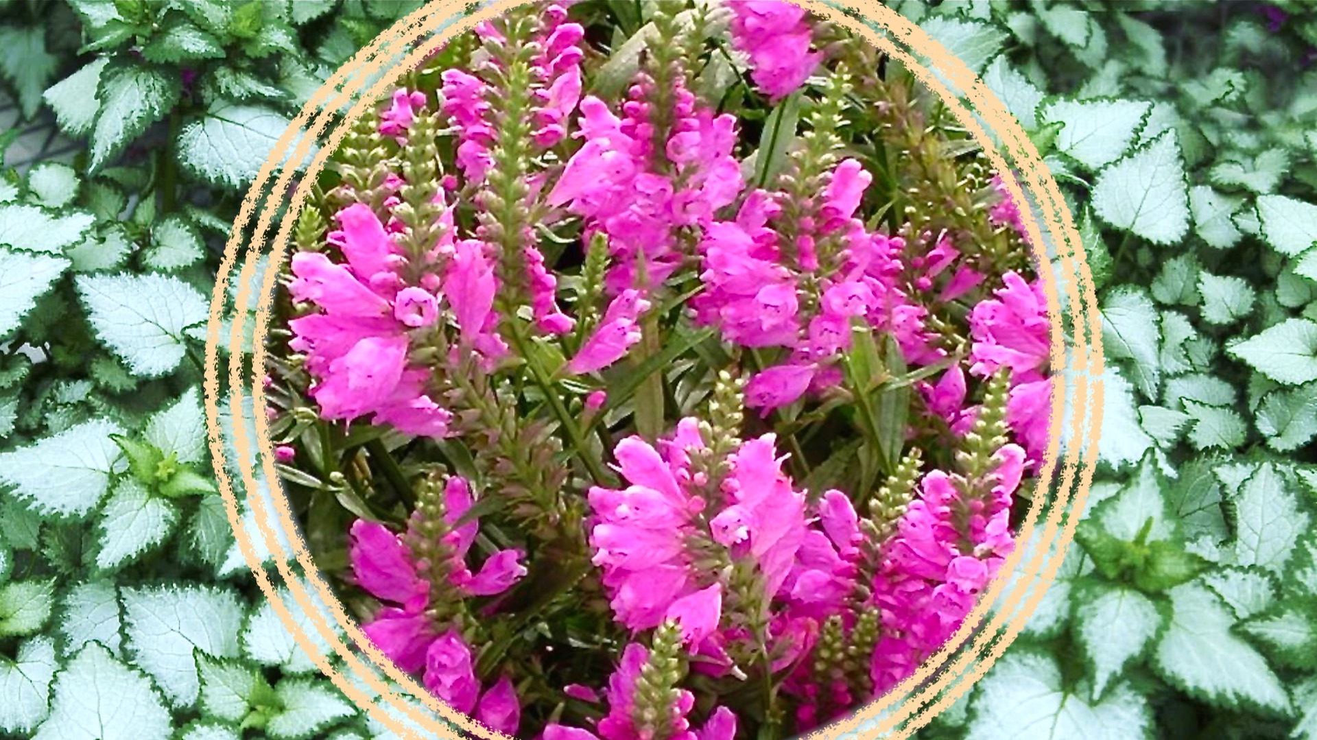 Красивые "губастики". Декоративные растения семейства "Яснотковые".