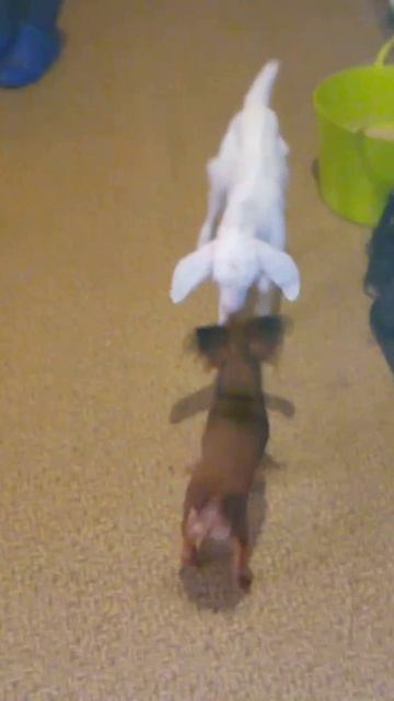 Козлёнок в гостях у Симоны