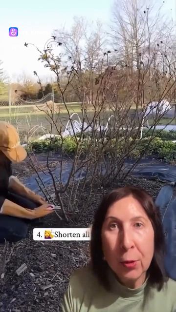 Редиска в теплице