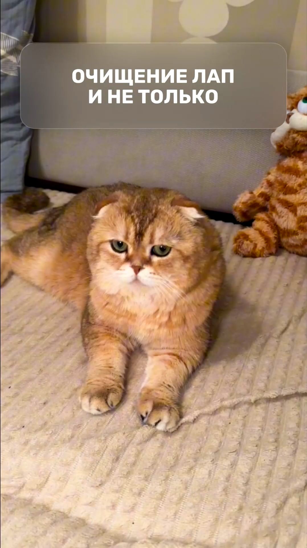 Очищение лап и не только