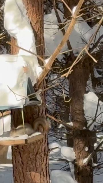 Белочка в лесу🐿🥰😍🤩❄️💞