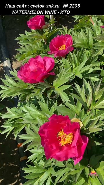 ИТО-гибрид "WATERMELON WINE"/Сад Ворошиловой