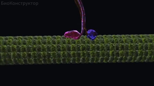 За секунду до гибели клетки. Факты и гипотезы