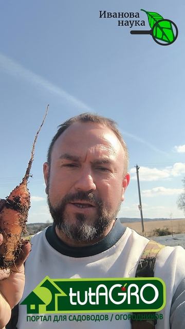 Забытая грядка: что стало с морковью после зимы? Эксперимент удался! Убираю морковь в марте.