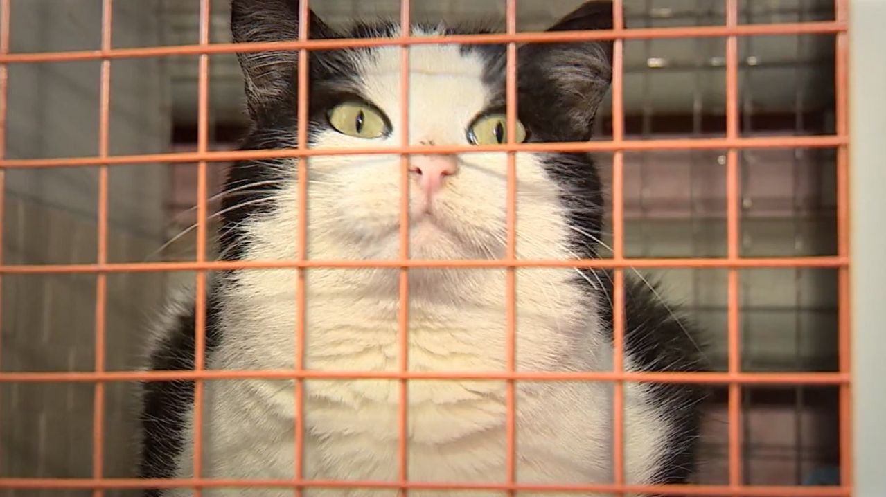 Больше 200 бездомных собак с начала года попали в руки волонтёров, но далеко не все обрели любящую с