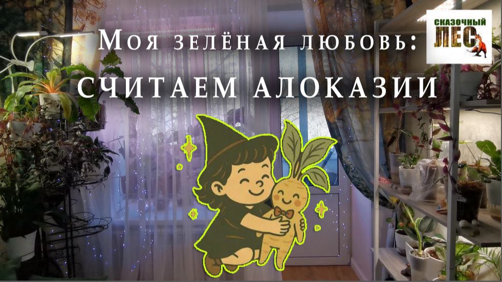 КОМНАТНЫЕ РАСТЕНИЯ_считаем алоказии_МОЯ ЦВЕТОЧНАЯ ЛЮБОВЬ_сказочный лес
