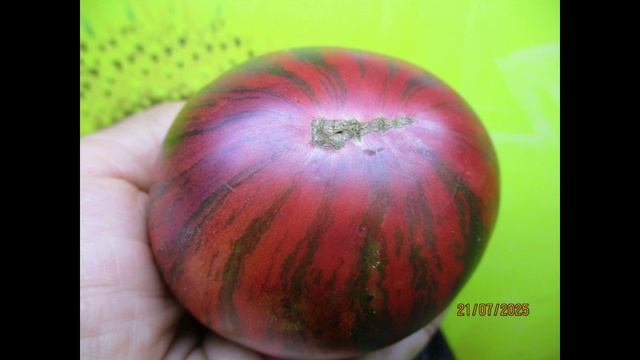 ПОСЕВЫ 2026-100. Томатного Гнома Леприкон Гоша хотела посеять еще раз обязательно!