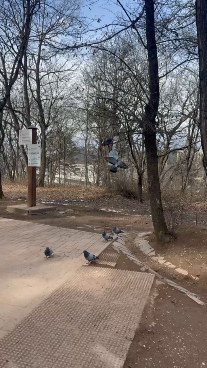 Кисловодский парк - моменты из жизни птиц