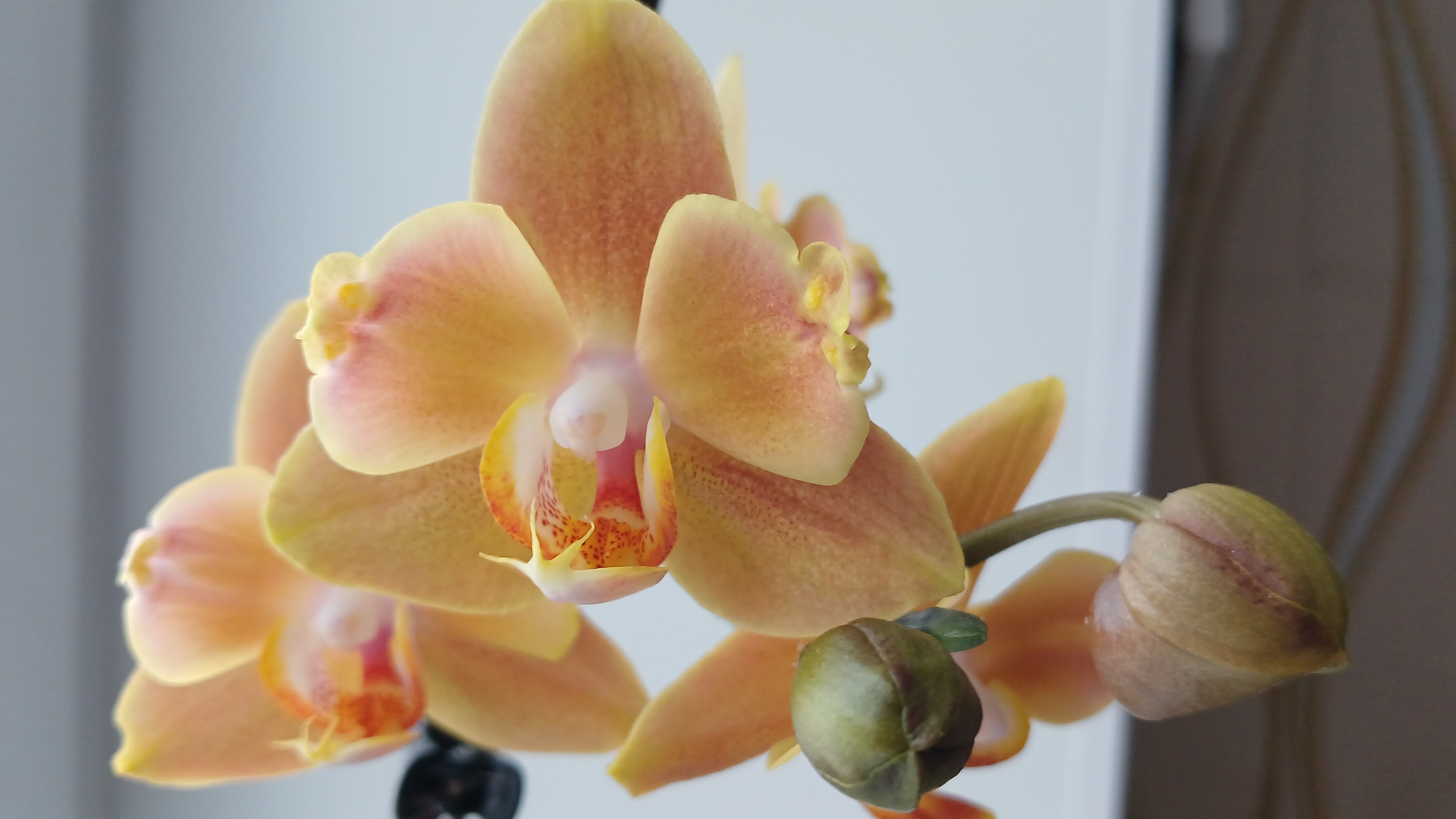 Цветение орхидеи "Brion" (бантик). 2025 г- 2026 год.🌺🌺🌺