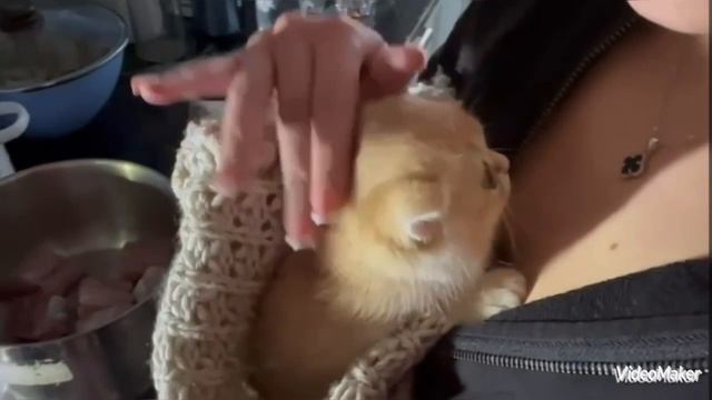 Дрессировка тренировка моего Мальчика. Кто кого дрессирует