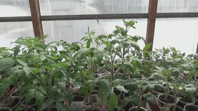 ПОСЕВЫ 2026-97.  Томатный Гном Черный огонь первым выпустил бутон. Урожай тоже даст рано!