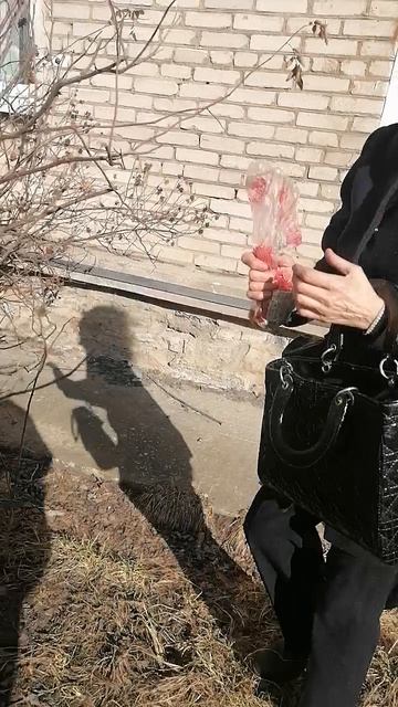 BELAYA_KOSHKA_KUSHAET_20260323-nashobmen.org