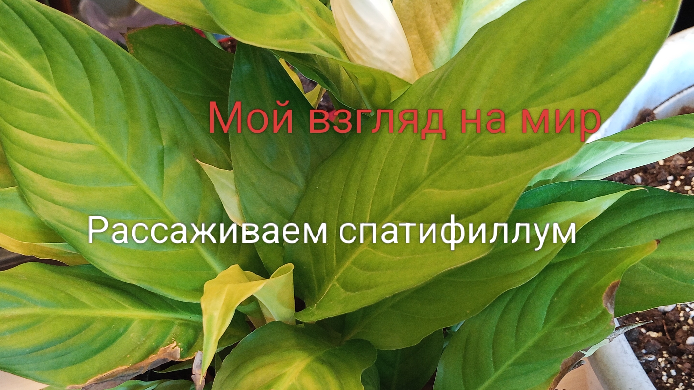 Рассаживаем спатифиллум 23-03-2026