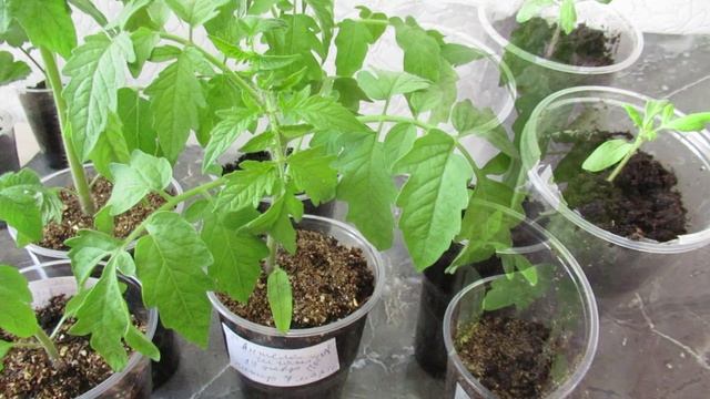 Пикировка томатов в марте, чтобы на утро не повяли