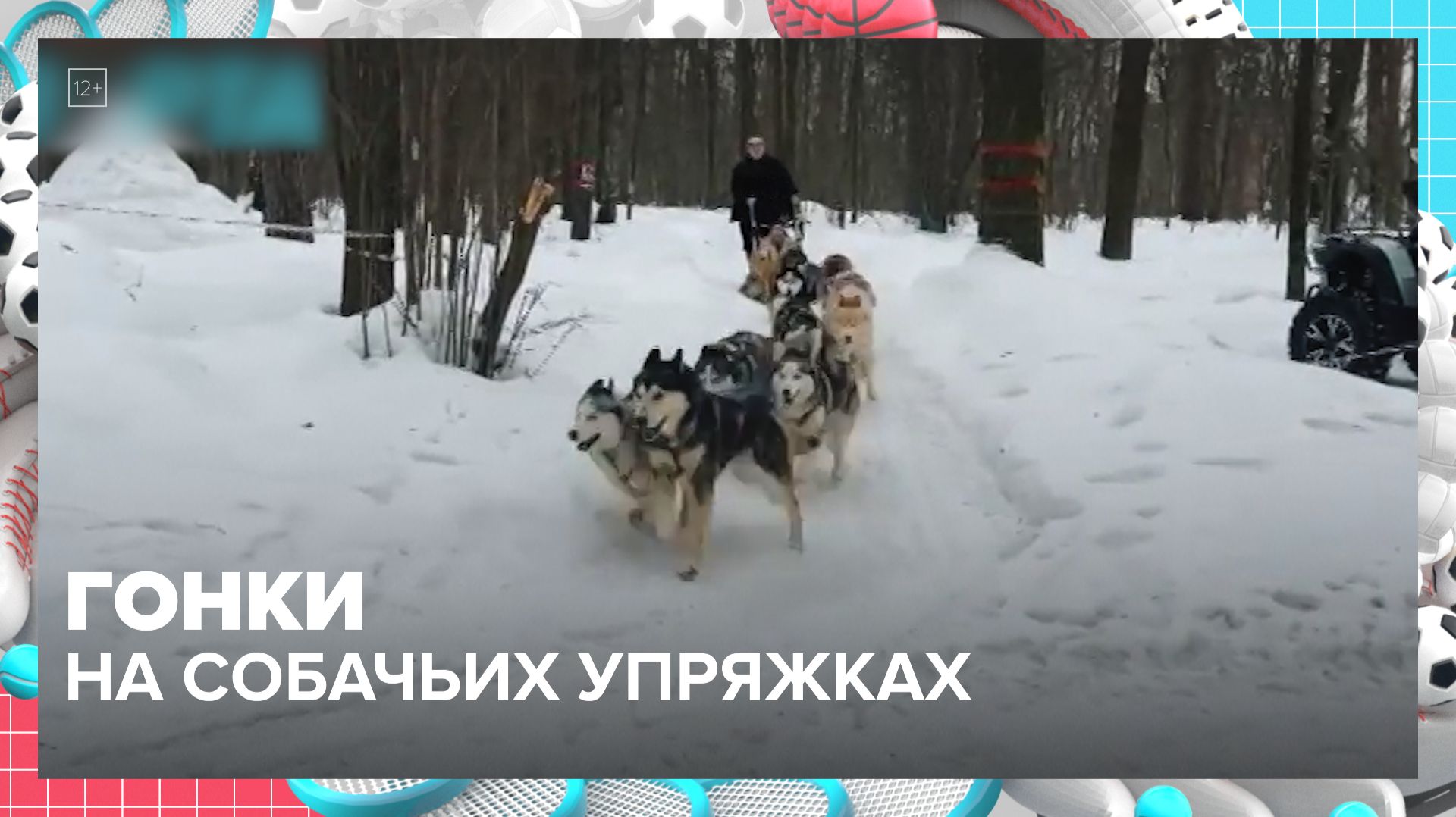 Как проходят гонки на собачьих упряжках | Спортивная редакция — Москва 24 | Контент