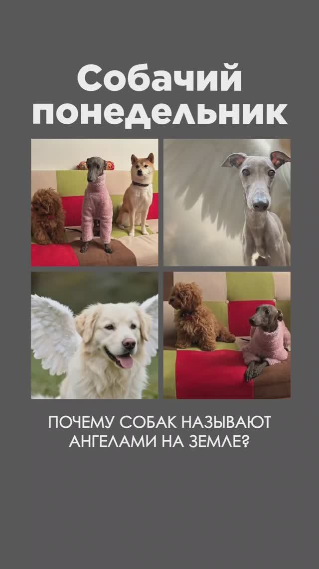 АНГЕЛЫ НА ЗЕМЛЕ. ПОЧЕМУ СОБАК ТАК НАЗЫВАЮТ
