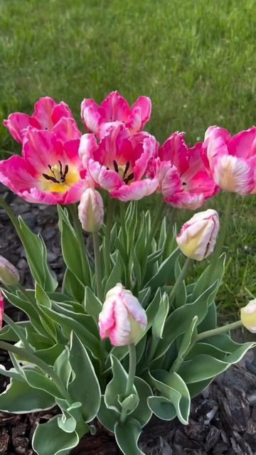 Мои любимые весенние цветы