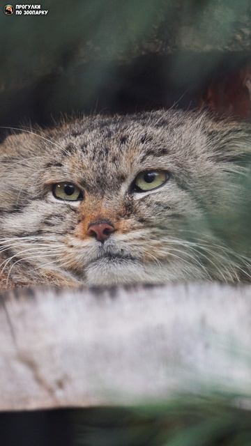 Манул Пепе отдыхала, но что-то привлекло ее внимание. Ленинградский зоопарк