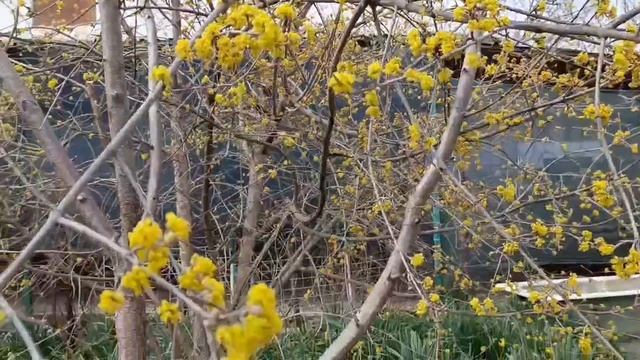 Весенние цветы Феодосия 23 марта 2026 год