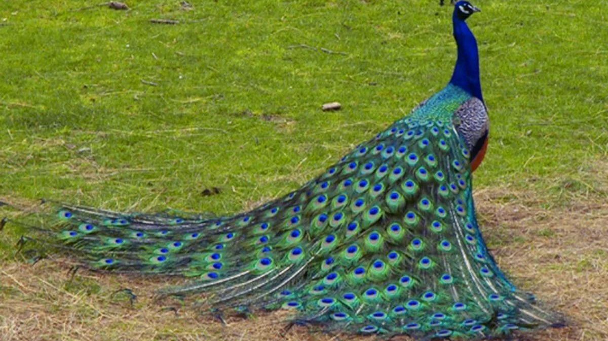 Павлин- 3Д модель