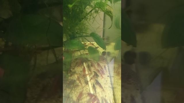 Первое видео