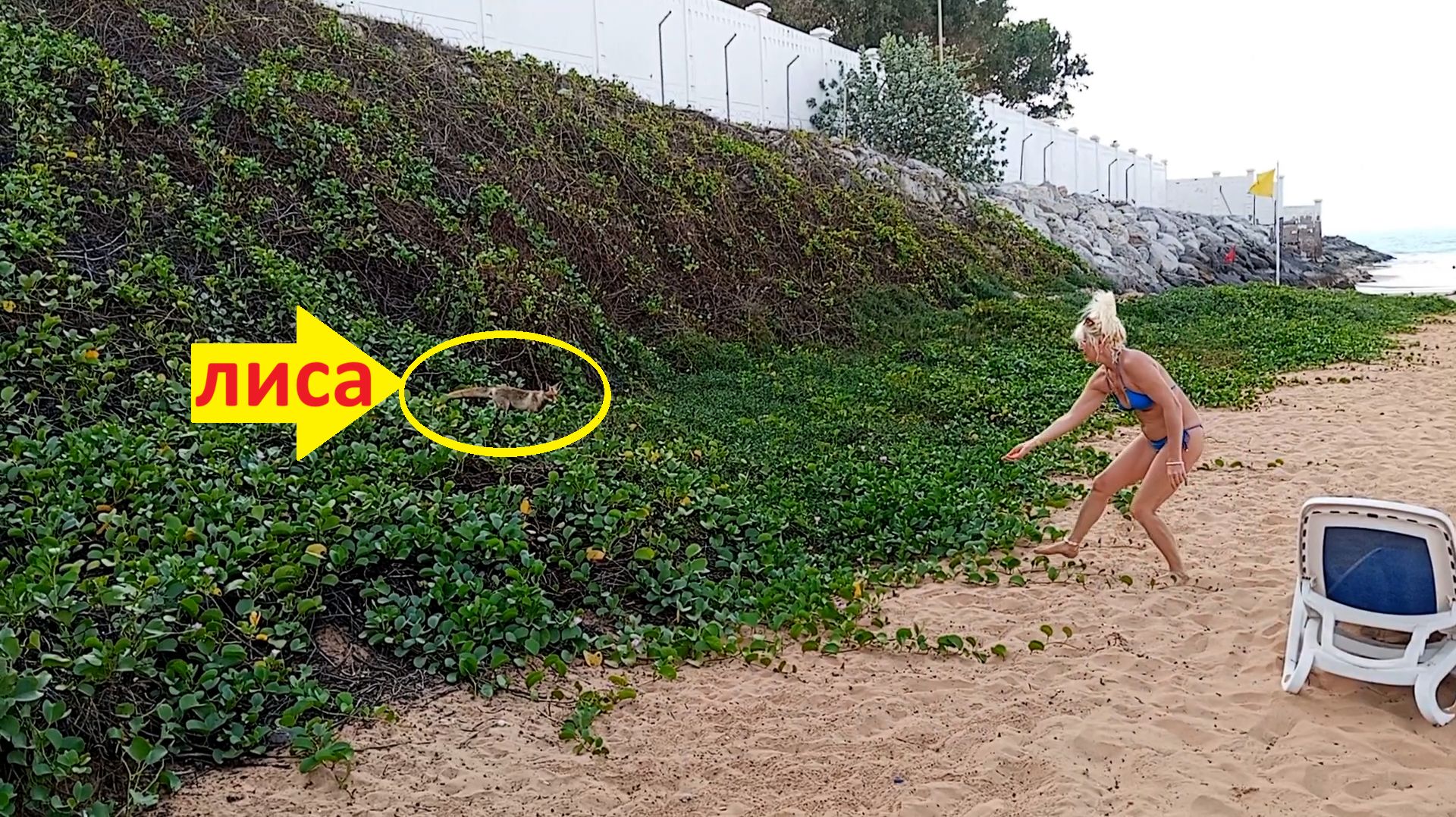 Лакомства для лисы