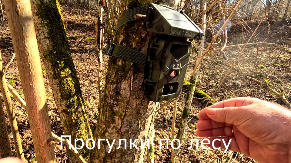 Прогулки по лесу. Установил фотоловушку с солнечной панелью в лес.
