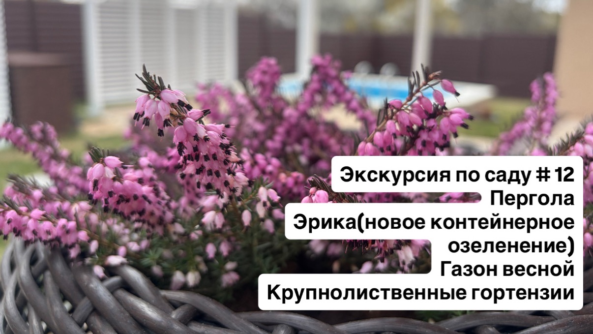 Экскурсия по саду #12 Пергола Эрика(новое контейнерное озеленение)Газон Крупнолиственные гортензии ю