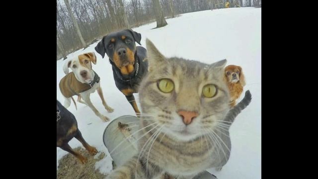 Сборник весёлых, смешных и интересных фото с интернета (серии 1-5)