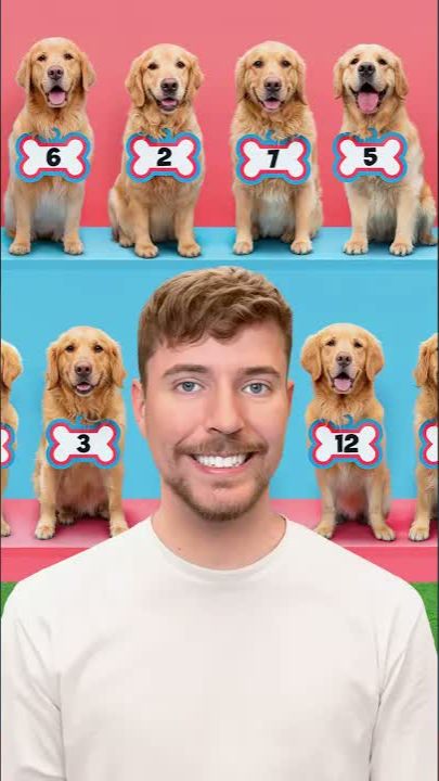 Найди Свою Собаку, Выиграй $10,000