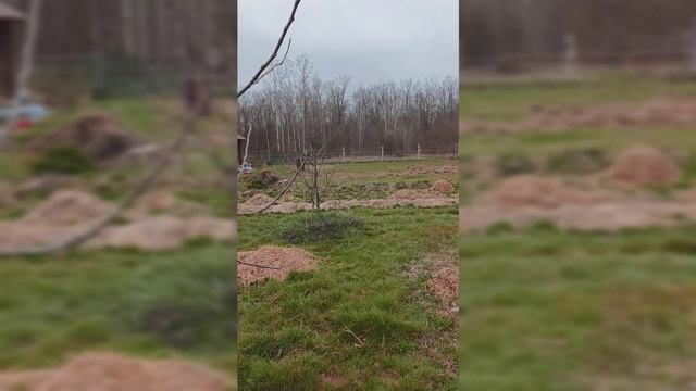 Весенний обзор растюшек,как развивается сад.