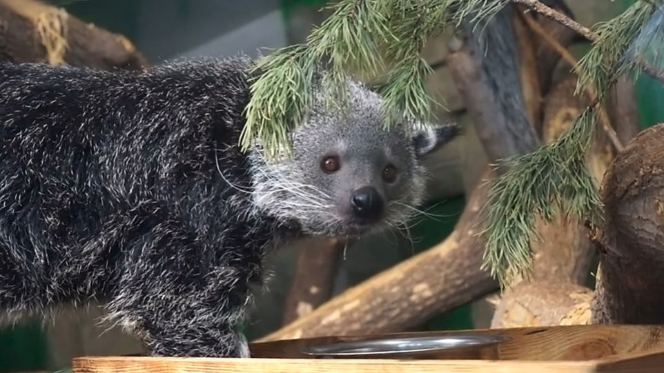 В большом семействе бинтуронгов сначала накормили детей, а потом родителей!