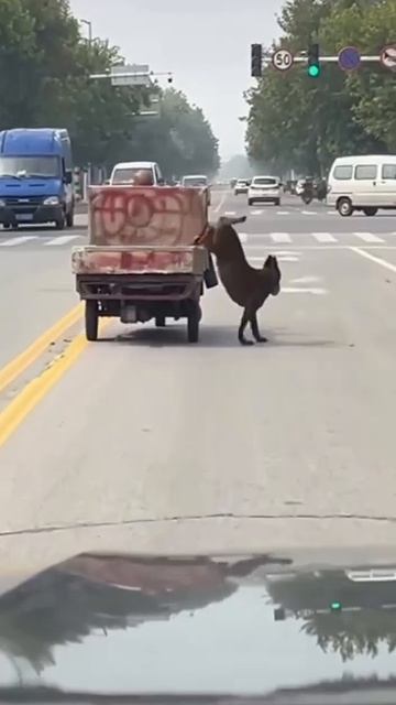 Главный суетолог на дороге