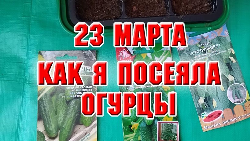 23 марта. Посев огурцов на ранний урожай