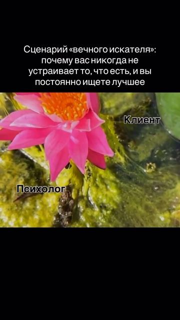 Сценарий "вечного искателя": почему вас никогда не устраивает то, что есть, и вы ищите лучшее