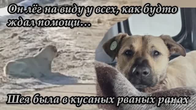Он лёг у всех на виду, как будто ждал помощи... Шея была в кусаных рваных ранах