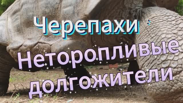 Черепахи : Неторопливые долгожители