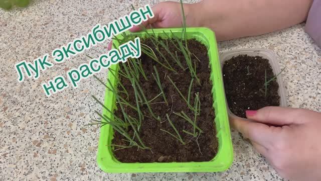 Лук эксибишен на рассаду 22.03.26