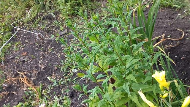 Обзор участка. 2022 год.