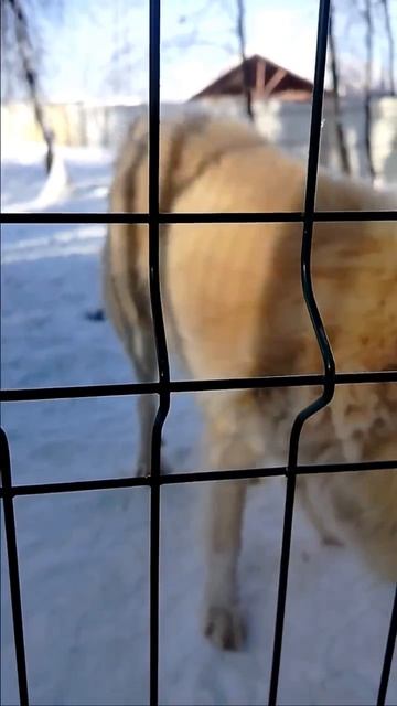 Строгий медвежонок САО Мишаня🍀ищет🏠❗🙏💯🙏 бравекто💊.Пост в описании🎥 #dog #собака #алабай #сао