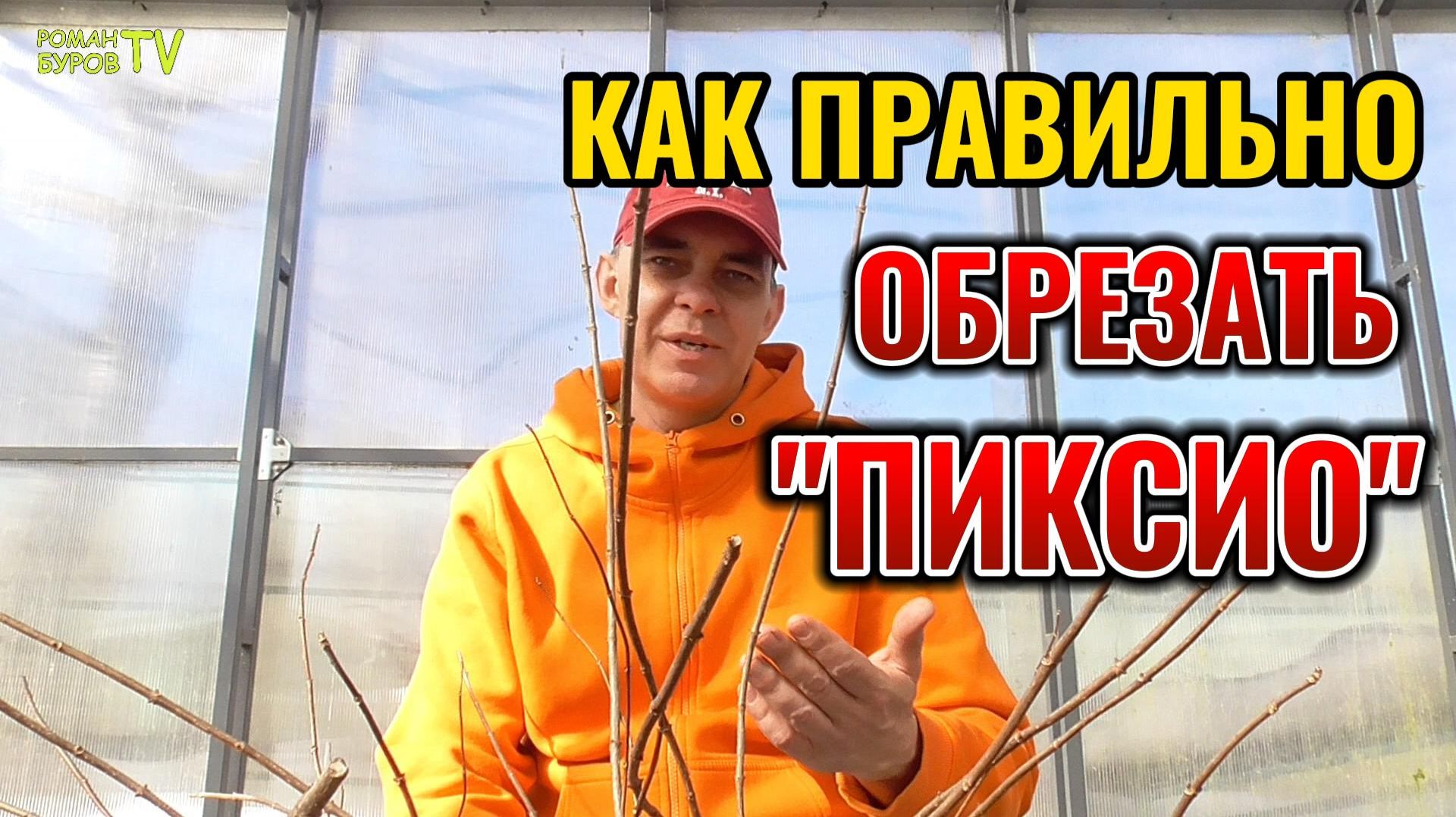 Руководство по обрезке ПИКСИО: как обрезать метельчатую гортензию на раннее цветение 🌸