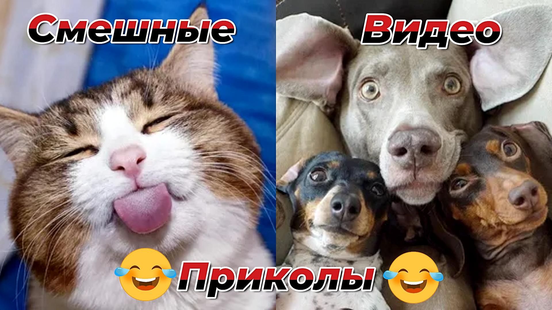 Видео приколы смешные