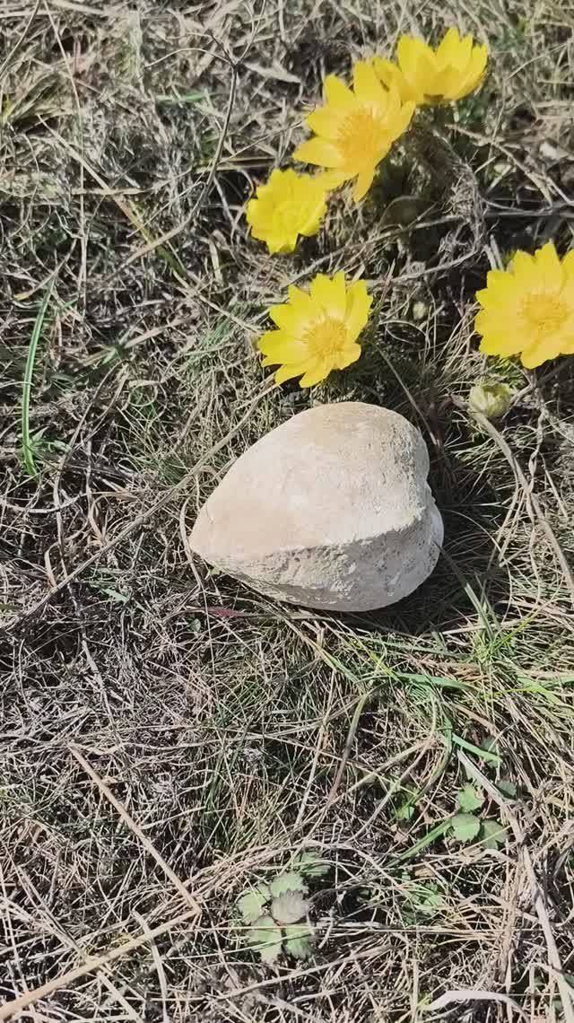 Pycnodonte Gryphaea целка Эоцен Крыма