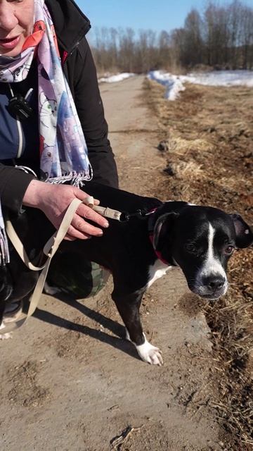 Морячка — ласковая собачка‑морячка ищет дом!