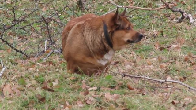 Федя и Кнопка)