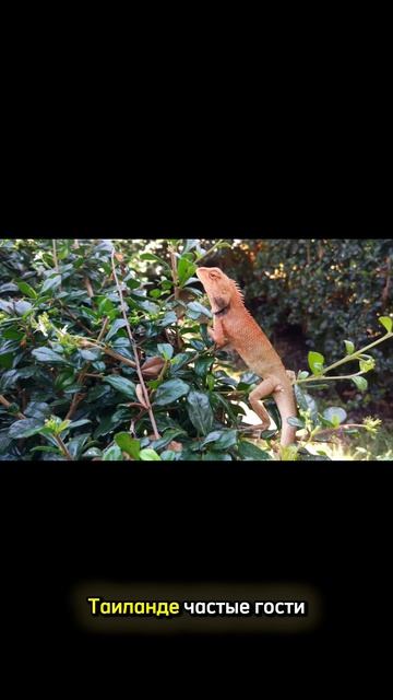 Ящерицы в Тайланде