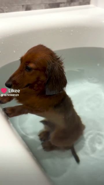 Мило пукающая собачка🤣#милыеживотные #смешныеживотные #юмор #смешно #смех #смешное #смешные