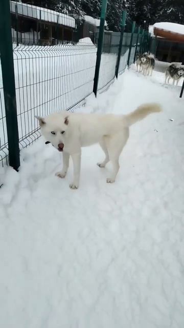 Блондин с голубыми глазами Лаки 🍀 ищет 🏠❗Пост в описании  🎥 #dog #собака #животные #хаски